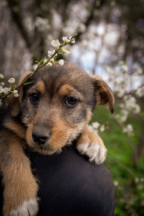 Chiot Chien Animal De Compagnie - Photo gratuite sur Pixabay