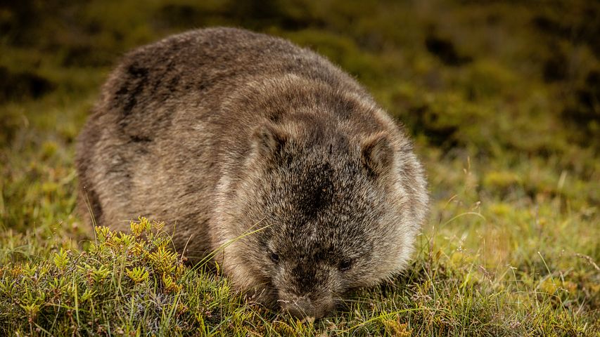30+ Free Wombat & Animal Images - Pixabay