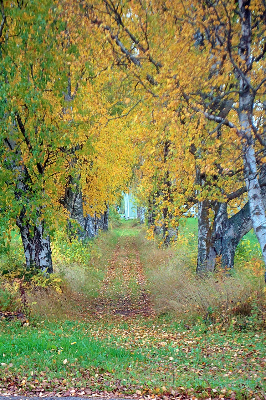 Woods Norrbotten - Photo gratuite sur Pixabay - Pixabay