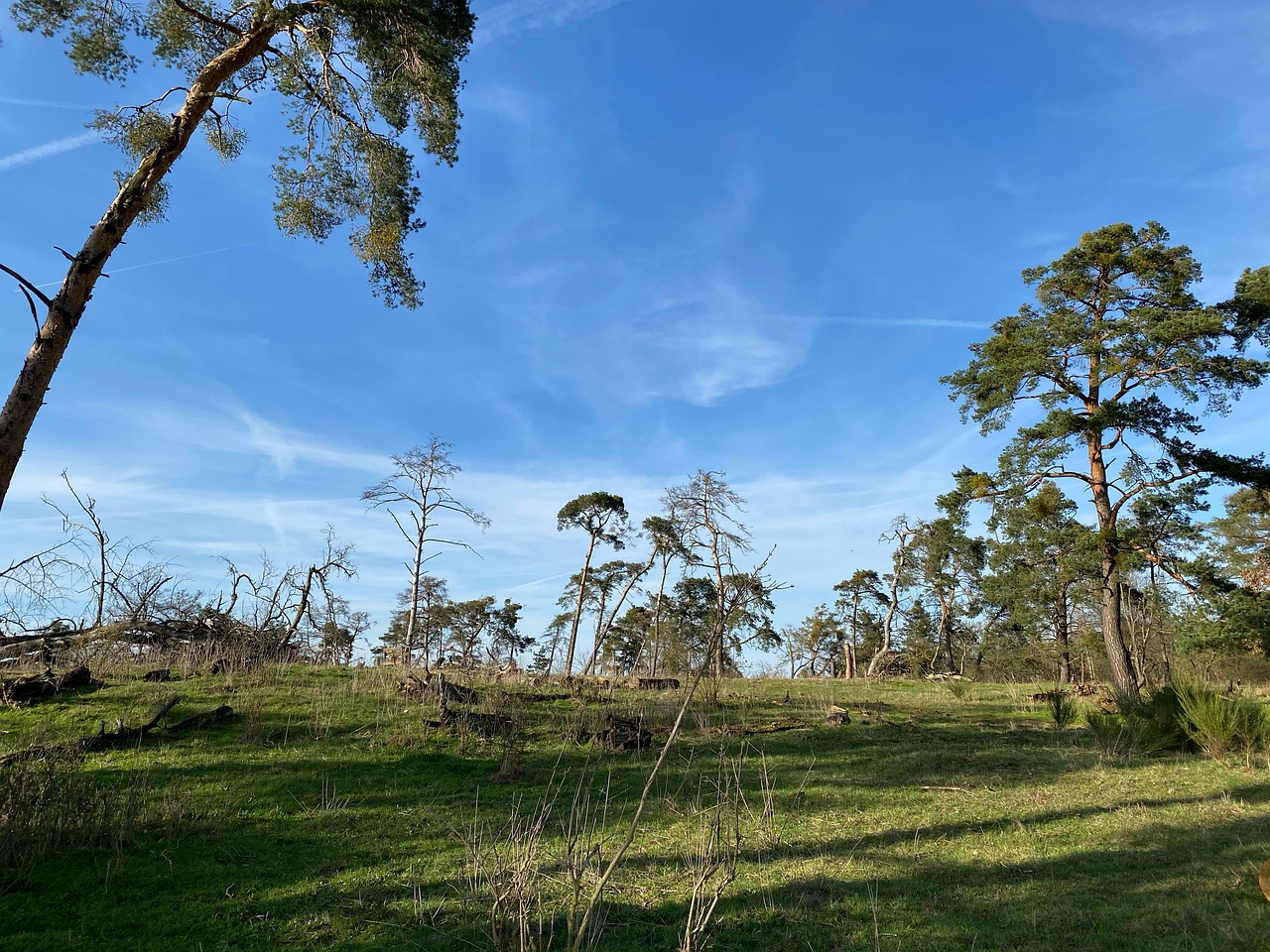 Landscape Pine - Free photo on Pixabay - Pixabay