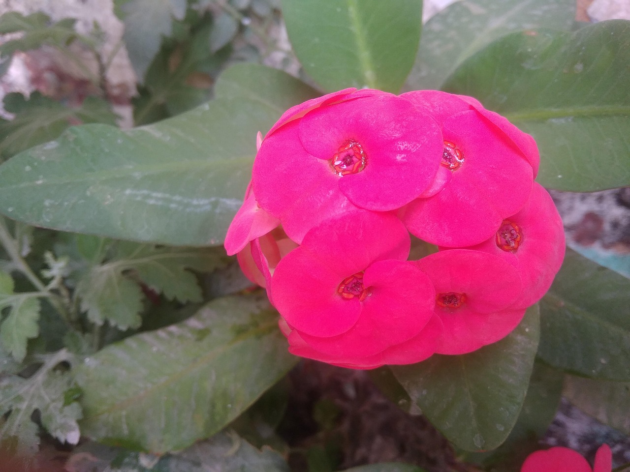 Pinke Blumen Blume Schöne - Kostenloses Foto auf Pixabay - Pixabay