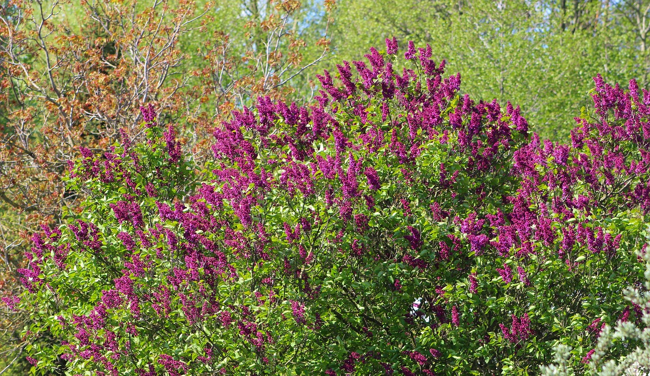 Naturaleza Plantas Floreciente - Foto gratis en Pixabay - Pixabay