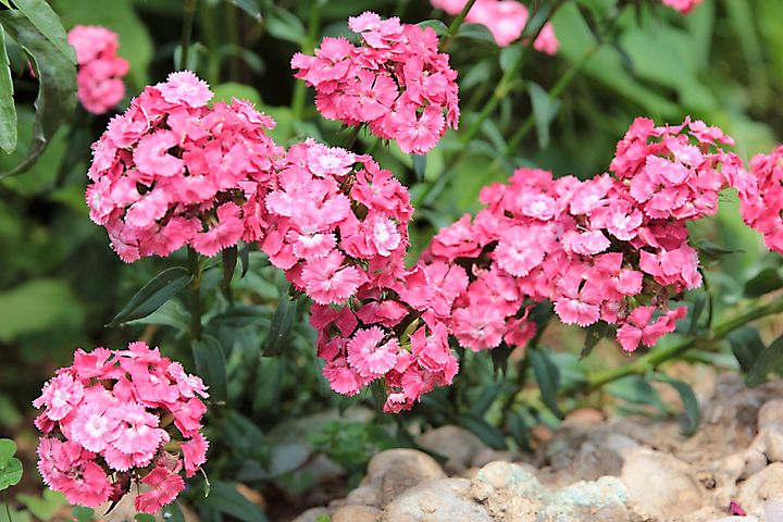 60+ Free Sweet-William & Sweet William Photos - Pixabay
