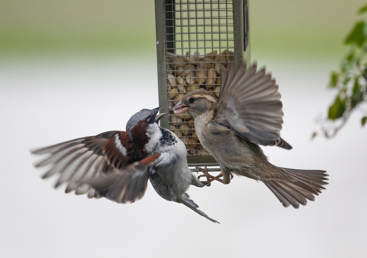400+ Free Sparrows Spring & Sparrow Images - Pixabay