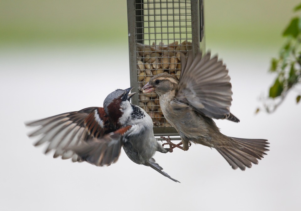 Sparrow Sperling Bird - Free photo on Pixabay