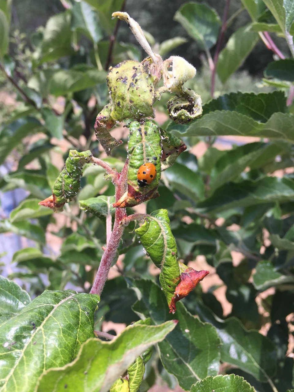 Ladybug Aphid Apple Free Photo On Pixabay Pixabay