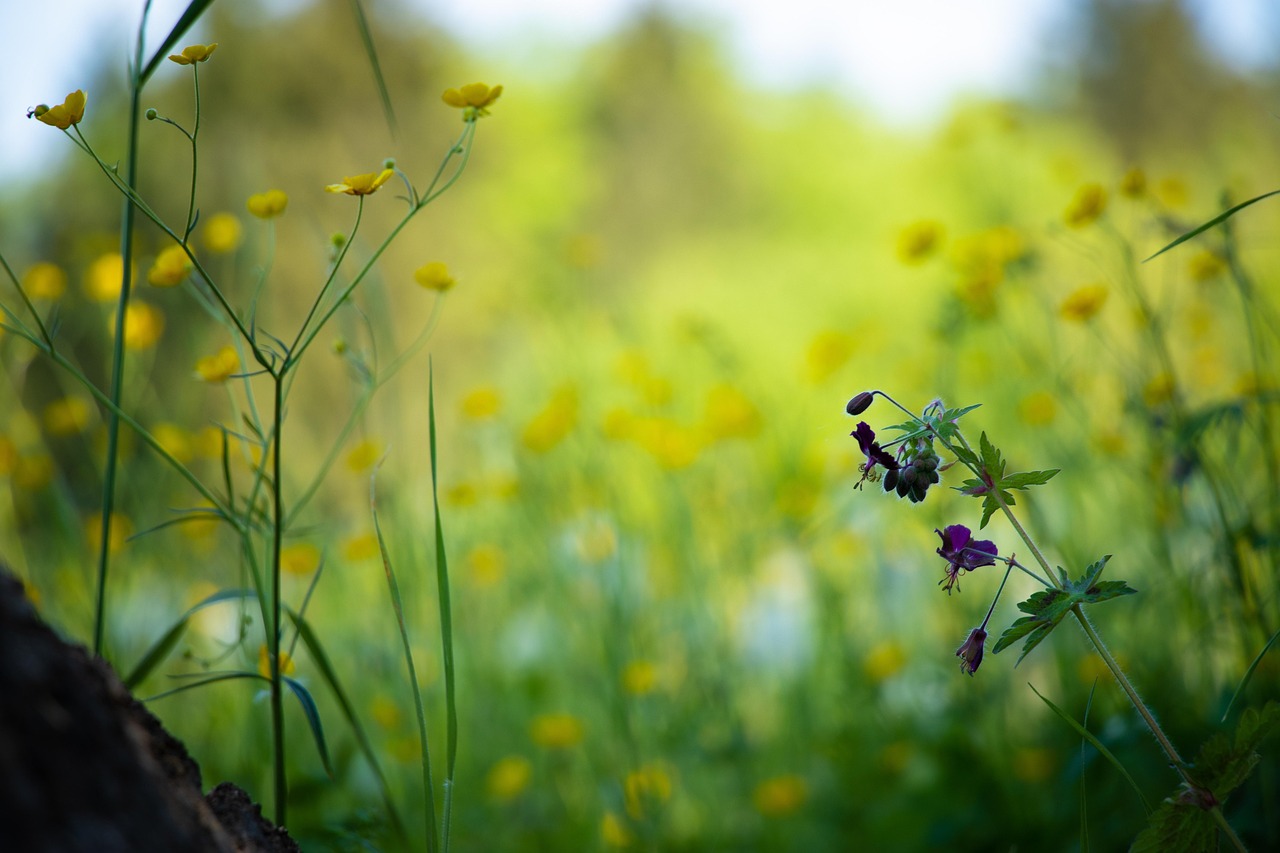 Natur Wiese Grün - Kostenloses Foto auf Pixabay - Pixabay