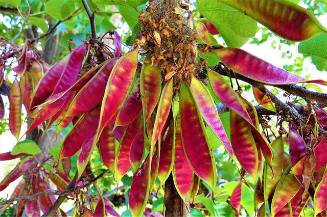 Plantar Colorido Pod - Foto gratuita no Pixabay - Pixabay