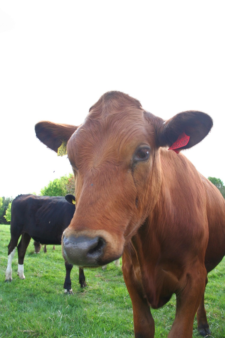 Cow Cute Animal - Free photo on Pixabay