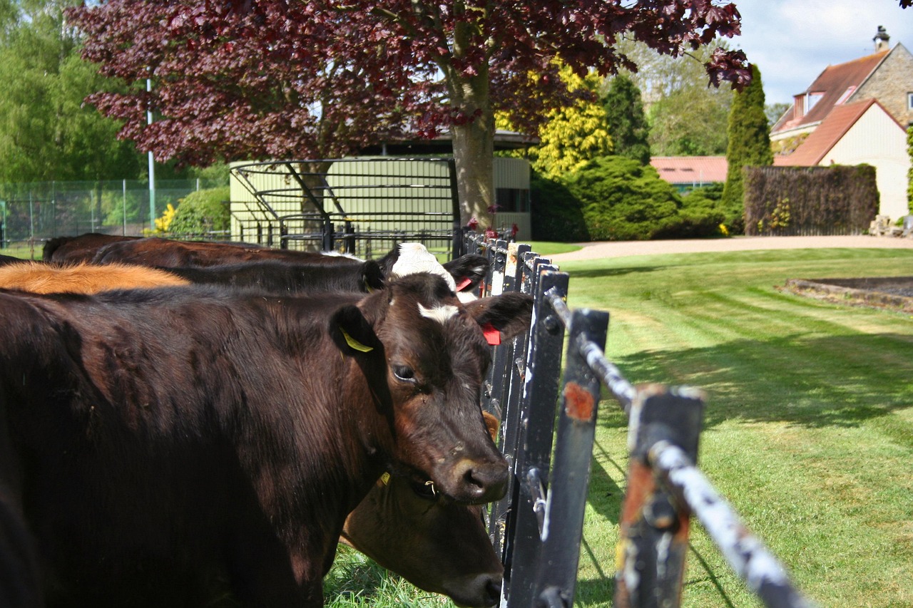 Vaca Jovem Natureza Com - Foto gratuita no Pixabay - Pixabay
