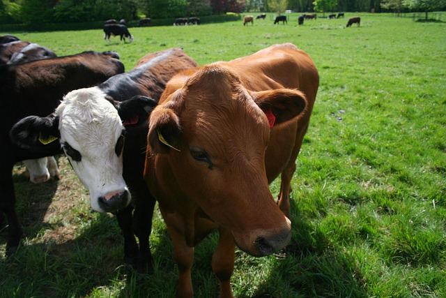 Vache En Regardant Nature - Photo gratuite sur Pixabay - Pixabay