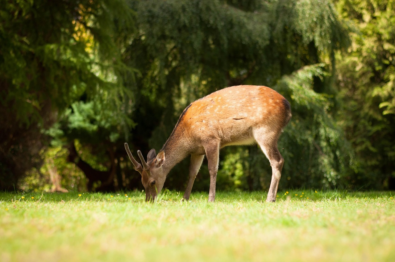 Ireland Deer Nature - Free photo on Pixabay - Pixabay