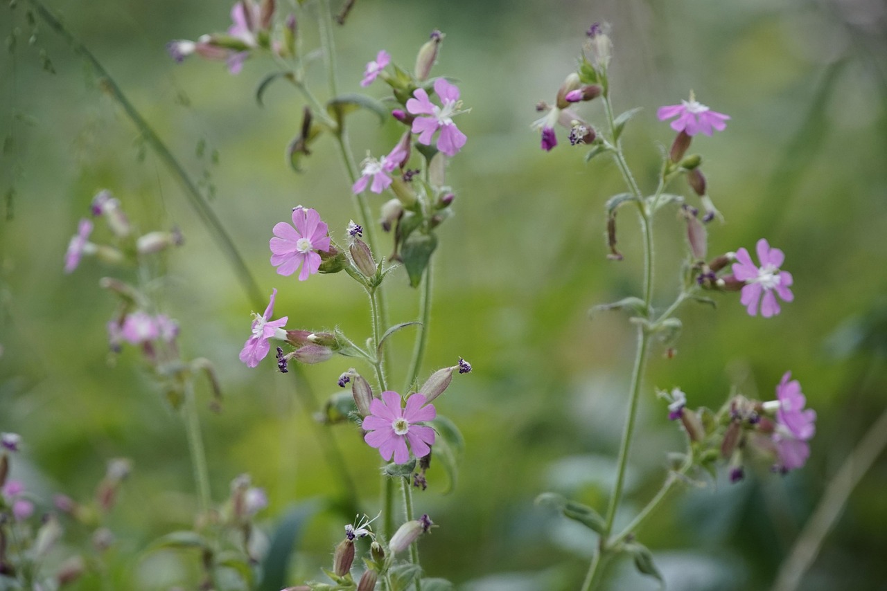 Wildblumen Rosa Wald - Kostenloses Foto auf Pixabay - Pixabay