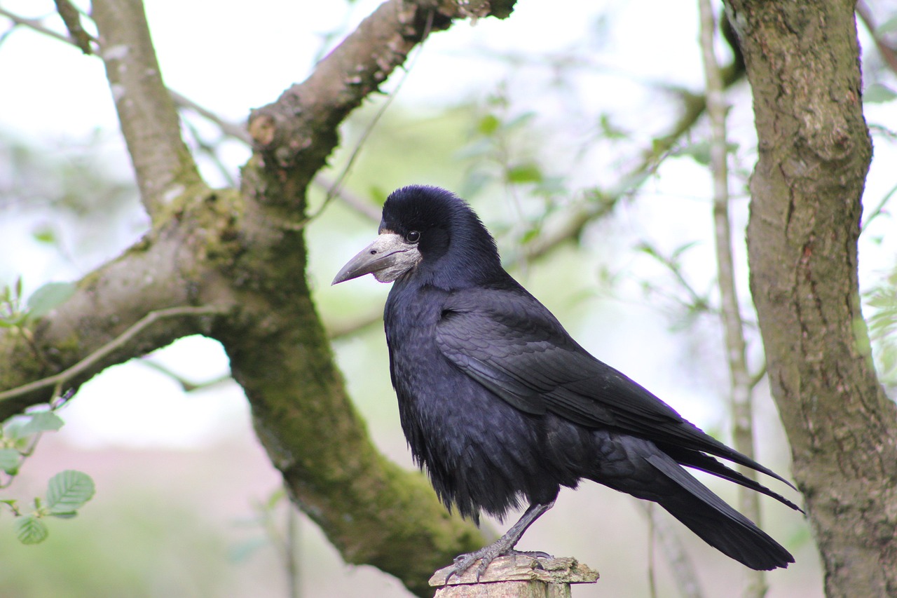 Bird Rook Beak - Free photo on Pixabay