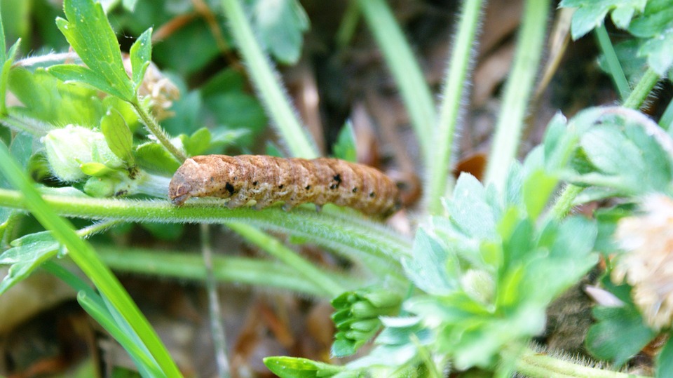 Caterpillar Butterfly Animal - Free photo on Pixabay