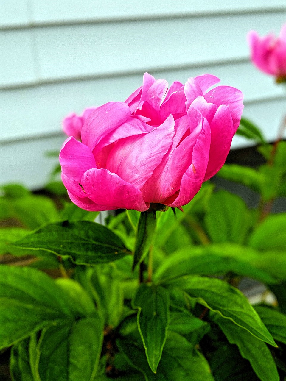 Peony Blossom Pink - Free photo on Pixabay