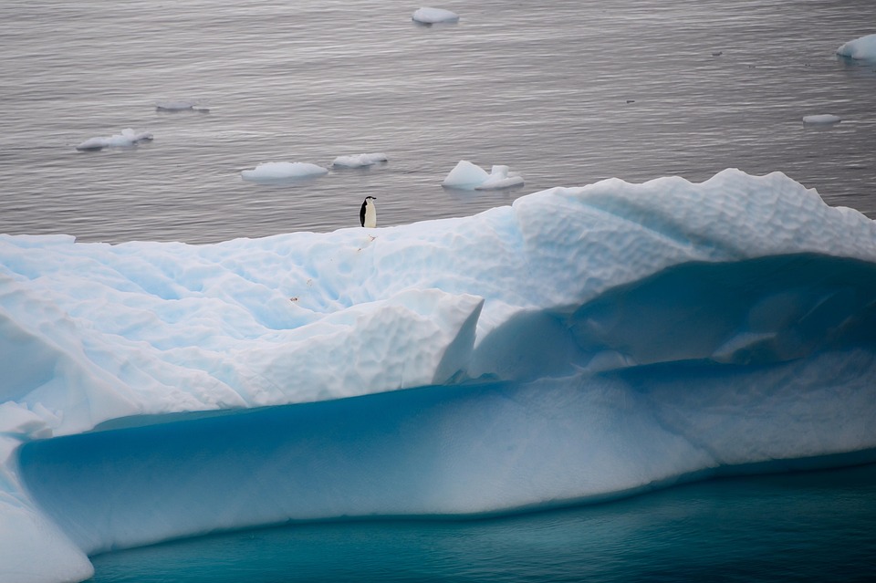 Penguin Antarctica Cold - Free photo on Pixabay
