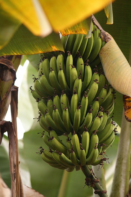 Banane Vert Agriculture - Photo gratuite sur Pixabay