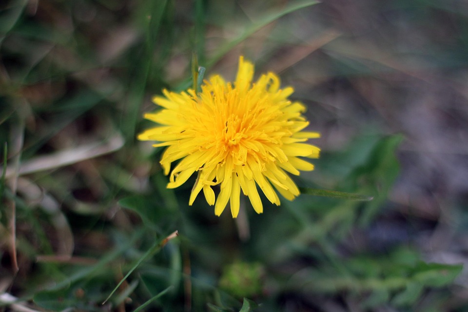 Flor Flowers Spring - Foto gratuita no Pixabay