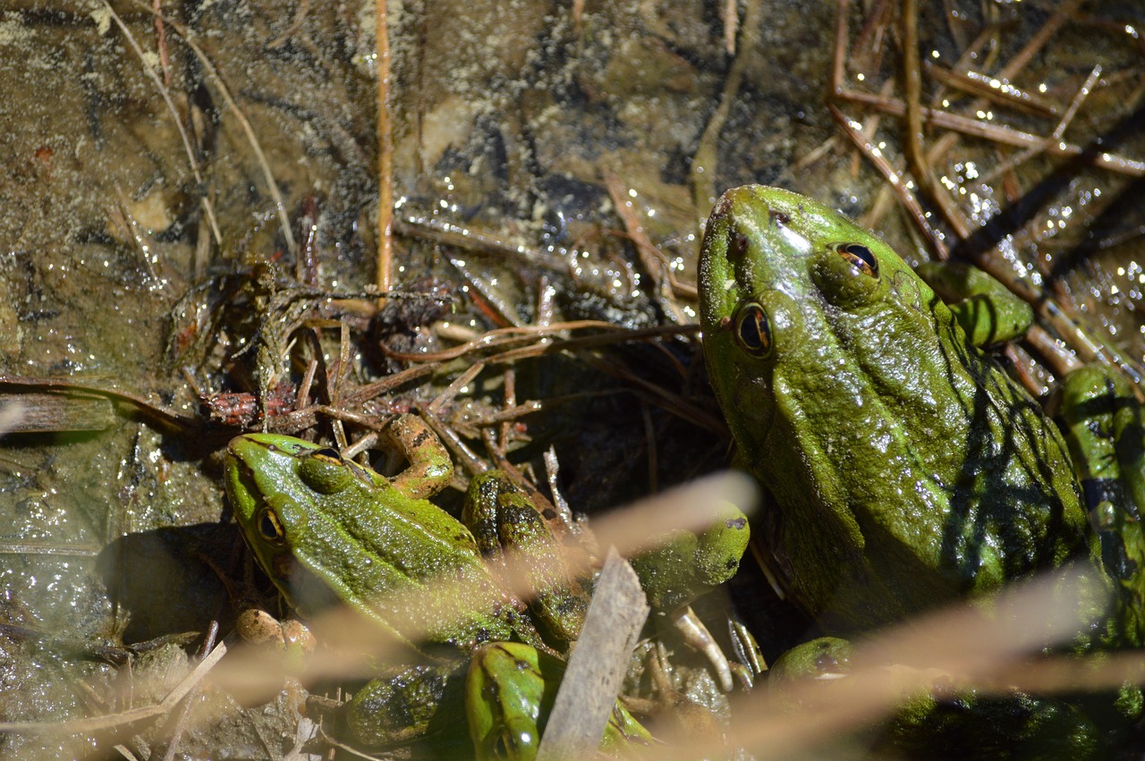 Frogs Water Insect - Free photo on Pixabay - Pixabay