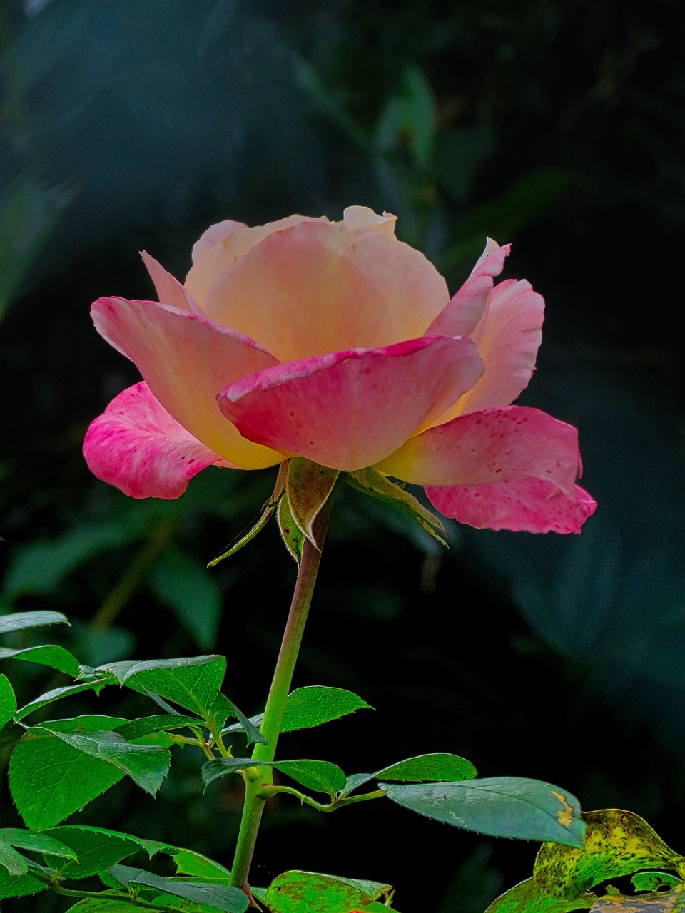 Rosa Blume Romantisch - Kostenloses Foto auf Pixabay - Pixabay