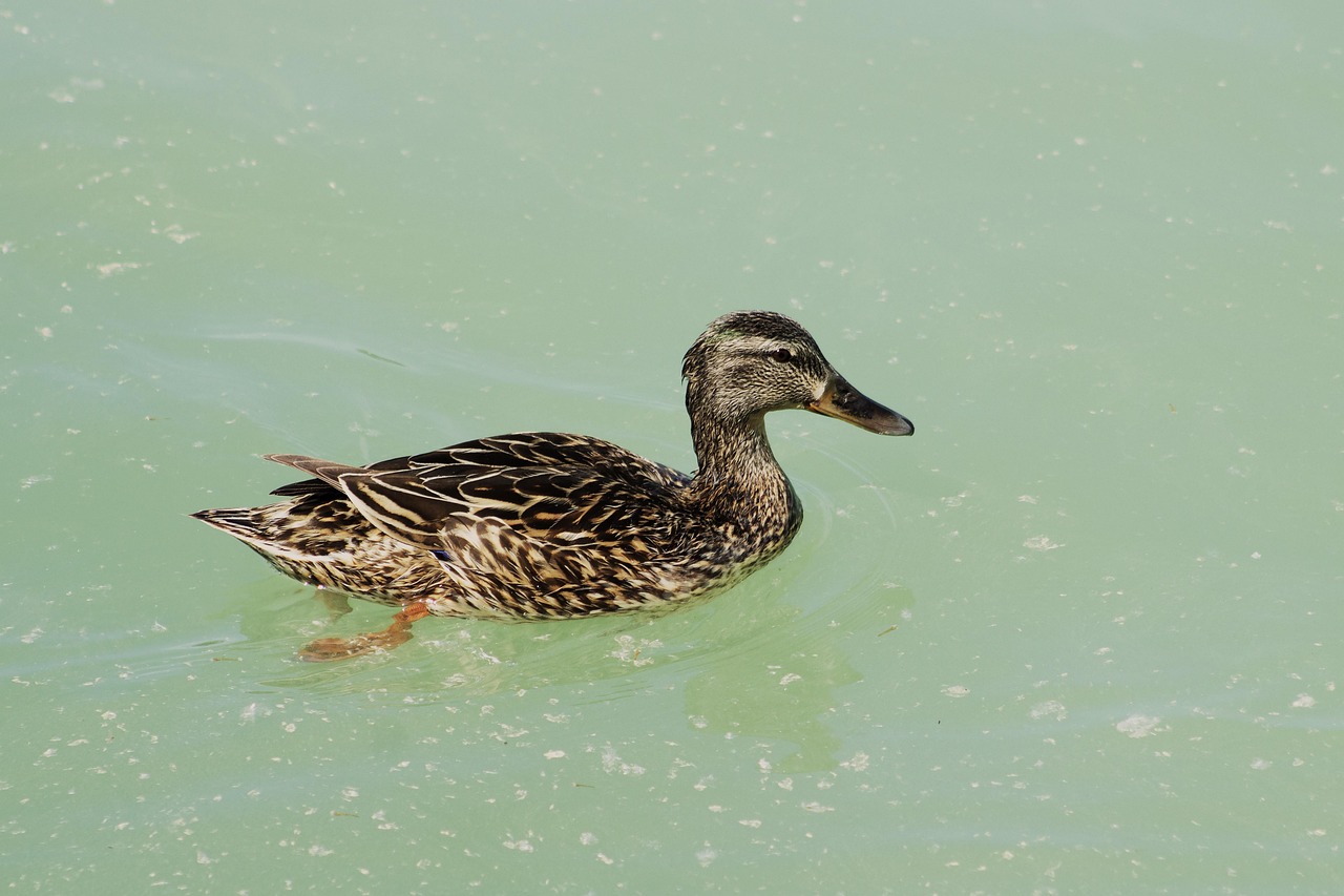 Patos Silvestres Teal Pato - Foto gratis en Pixabay - Pixabay