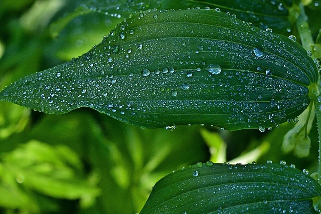 Garden Nature Leaf - Free photo on Pixabay