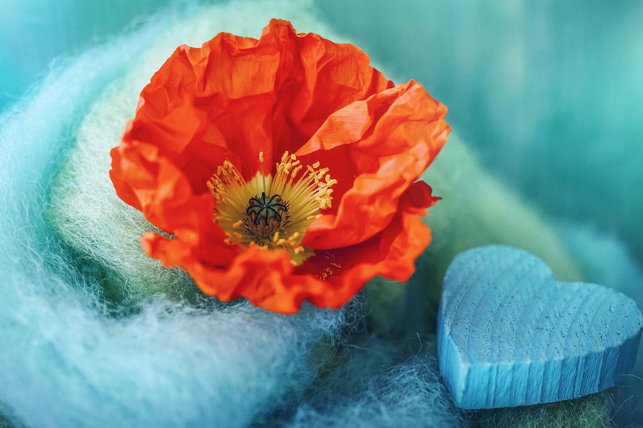 Iceland Poppy Flower - Free photo on Pixabay