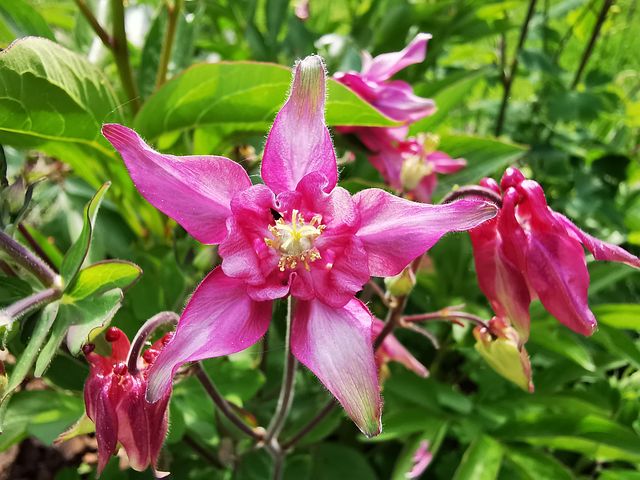 Plus de 400 images de Ancolie et de Fleur - Pixabay