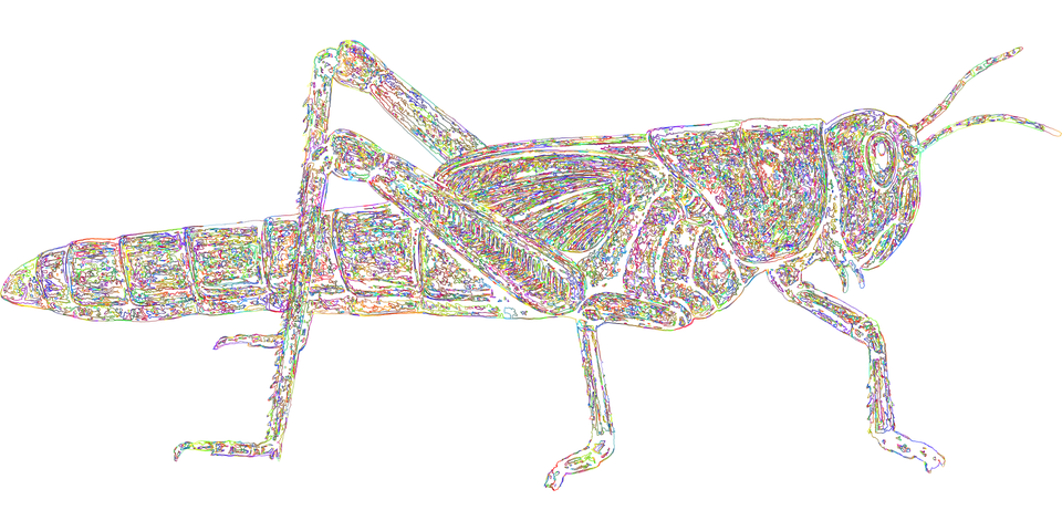 Krekel Insect Silhouet 20 Krekels Ideas | Insects, Bugs And Insects,