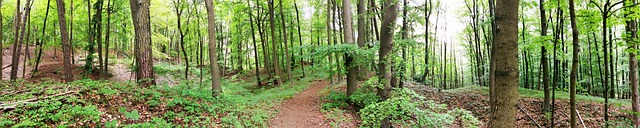 Forêt Le Printemps Panorama - Photo gratuite sur Pixabay - Pixabay