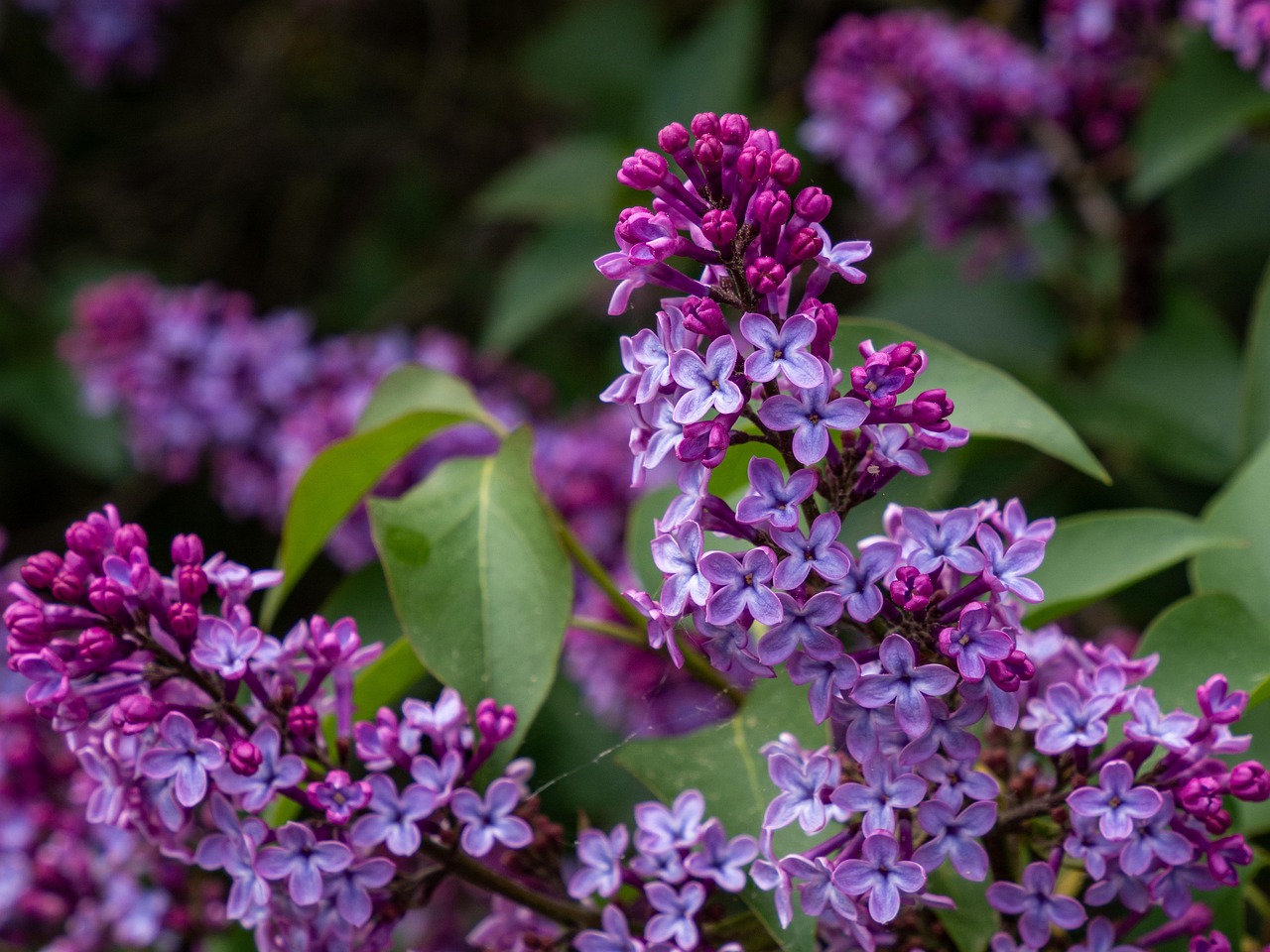 Lilas Floraison Fermer La - Photo gratuite sur Pixabay - Pixabay