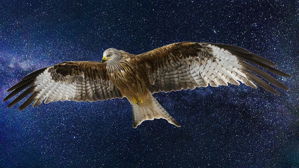 Red Kite Milan Fork - Free photo on Pixabay - Pixabay