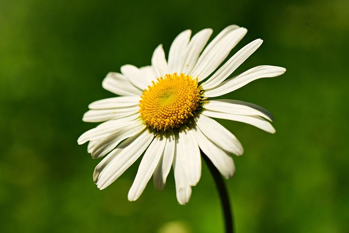 50+ Free Ox-Eye Daisy & Flower Images - Pixabay