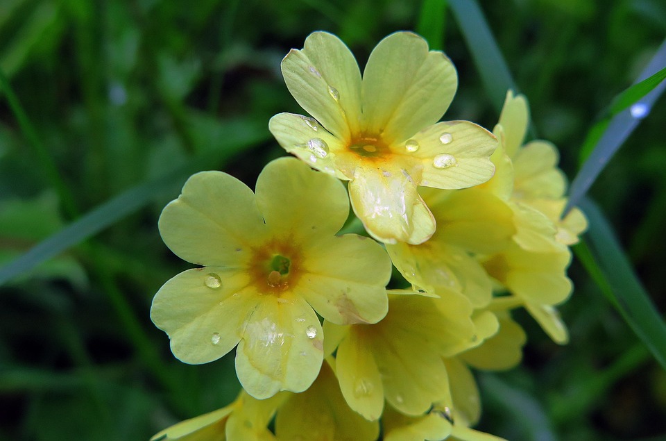 Flower Yellow Raindrop - Free photo on Pixabay