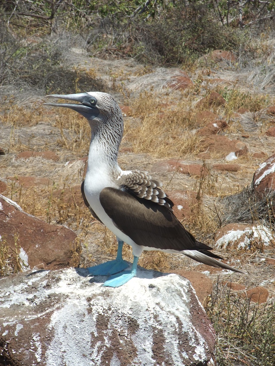 100,000+ Free Blue Footed Booby & Nature Images - Pixabay