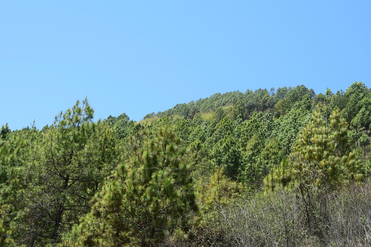 Forest Pine Tree - Free photo on Pixabay - Pixabay