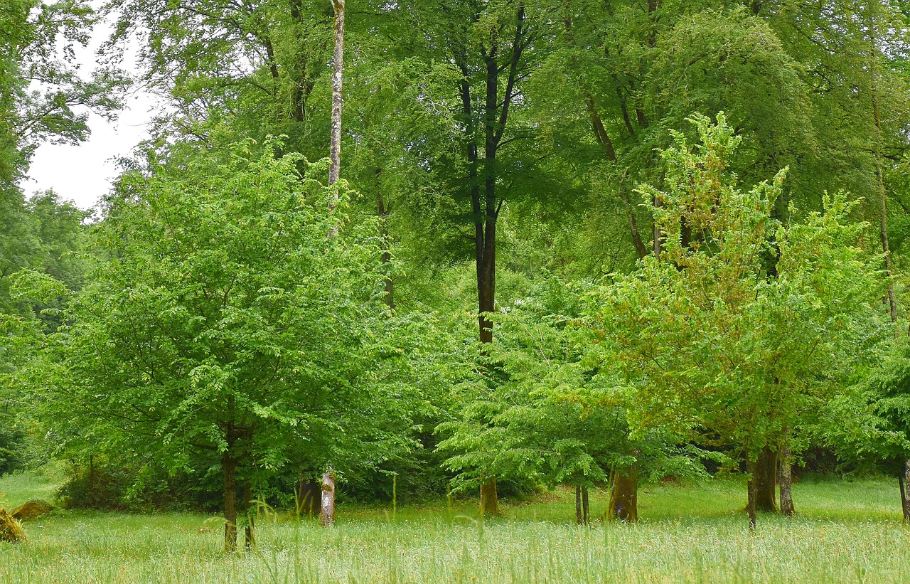 Skog Träd - Gratis foto på Pixabay - Pixabay