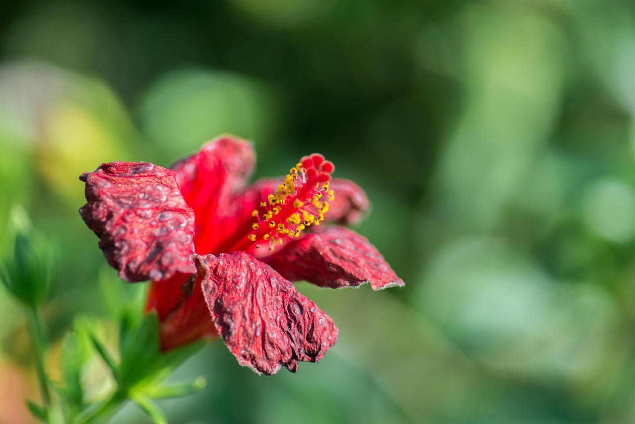 Fleur Carmine Rouge Se - Photo gratuite sur Pixabay - Pixabay