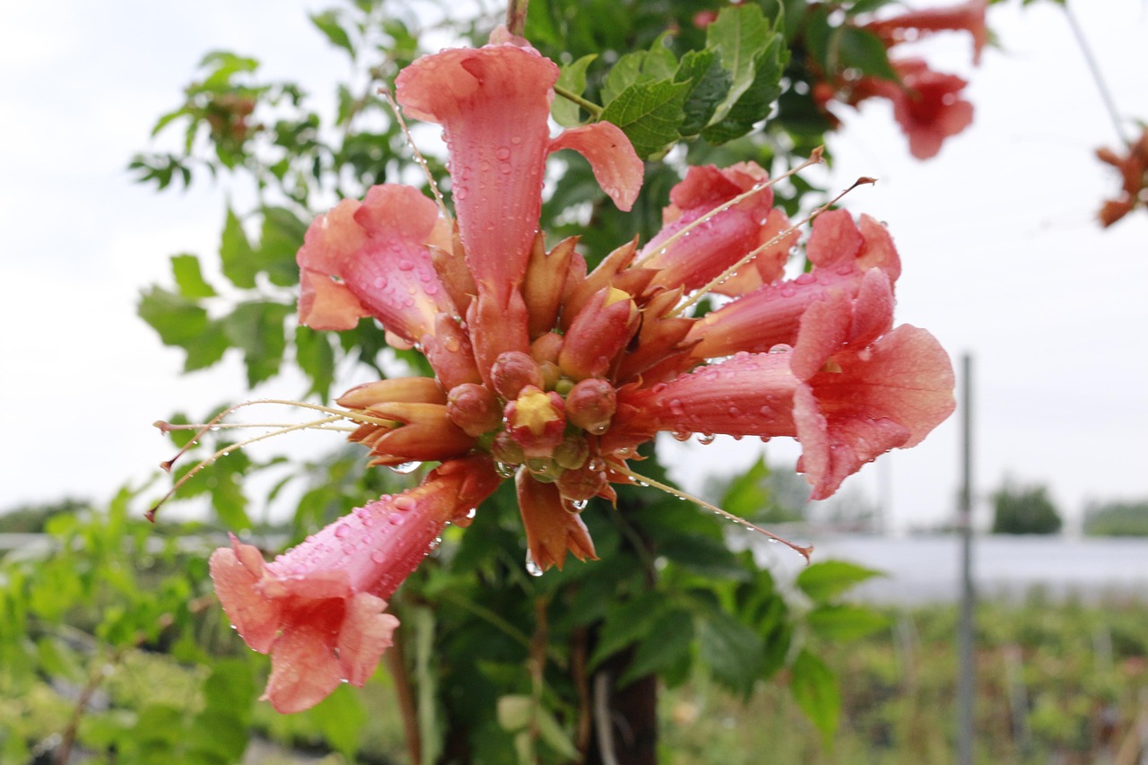 Trumpet Creeper Campsis Rain In - Free photo on Pixabay - Pixabay