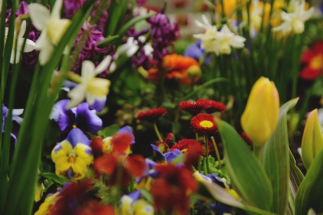 Fleur Coloré Jardin - Photo gratuite sur Pixabay - Pixabay