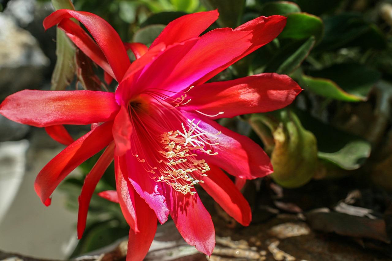 100+ Free Hoa & Nature Images - Pixabay