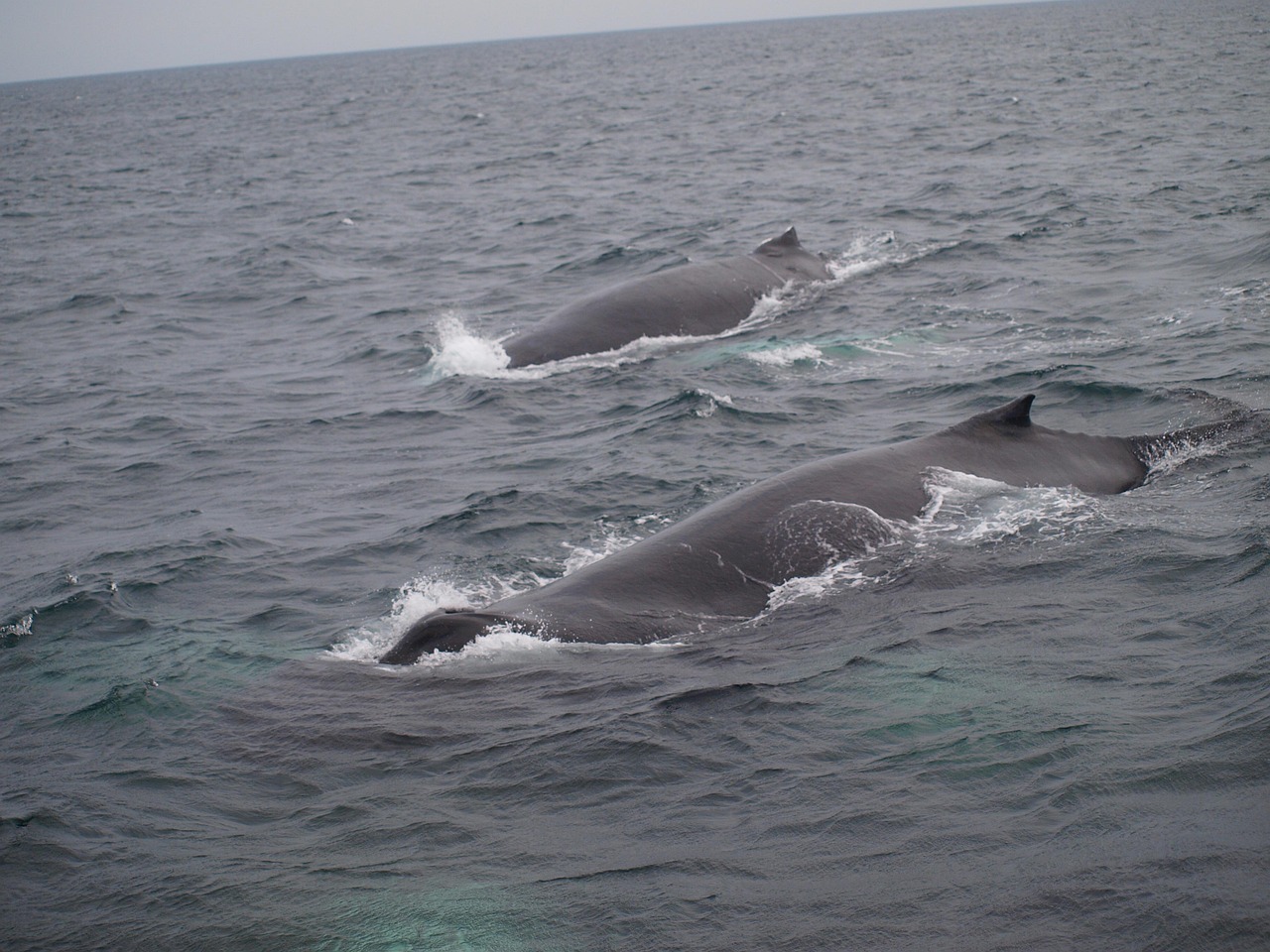 Ballenas Bebé Oceano - Foto gratis en Pixabay - Pixabay