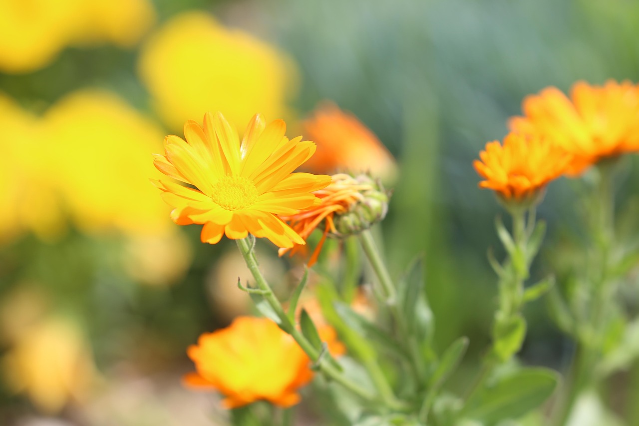 Flores Jardim Primavera - Foto gratuita no Pixabay - Pixabay