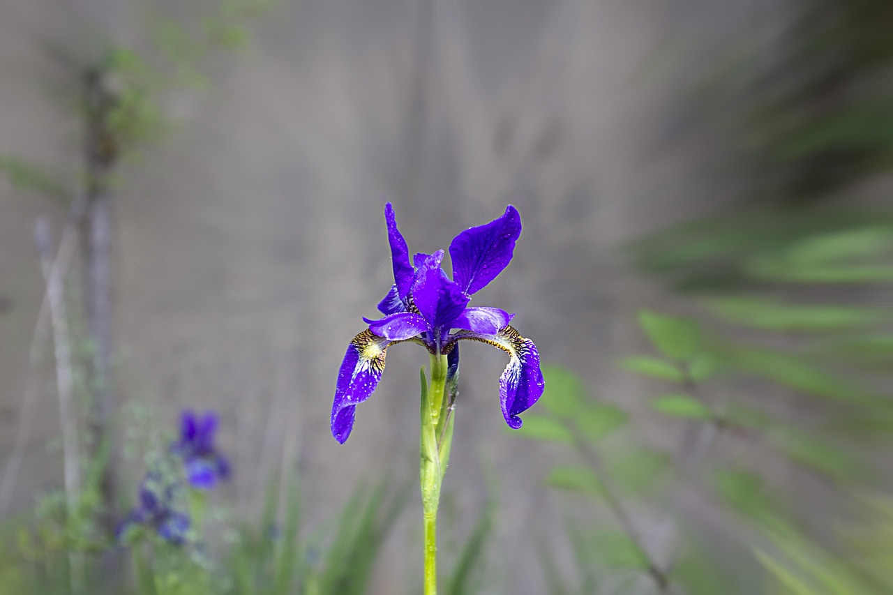 Flower Iris Nature - Free photo on Pixabay - Pixabay