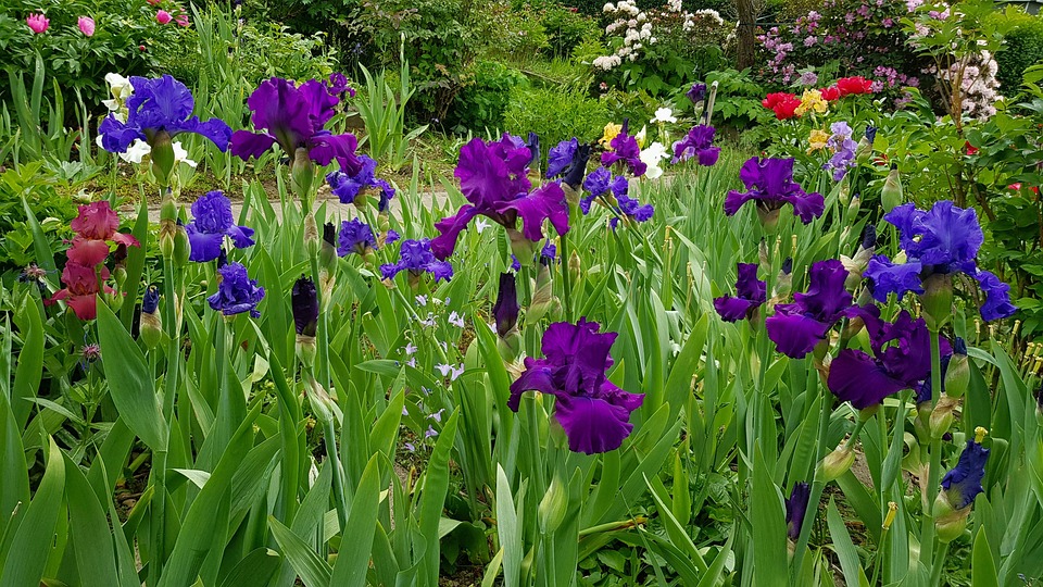 Iris Jardin Le Printemps La - Photo gratuite sur Pixabay - Pixabay