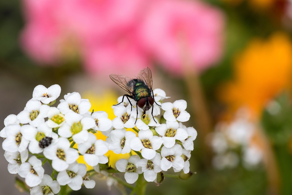 Fliege Blüte Natur - Kostenloses Foto auf Pixabay