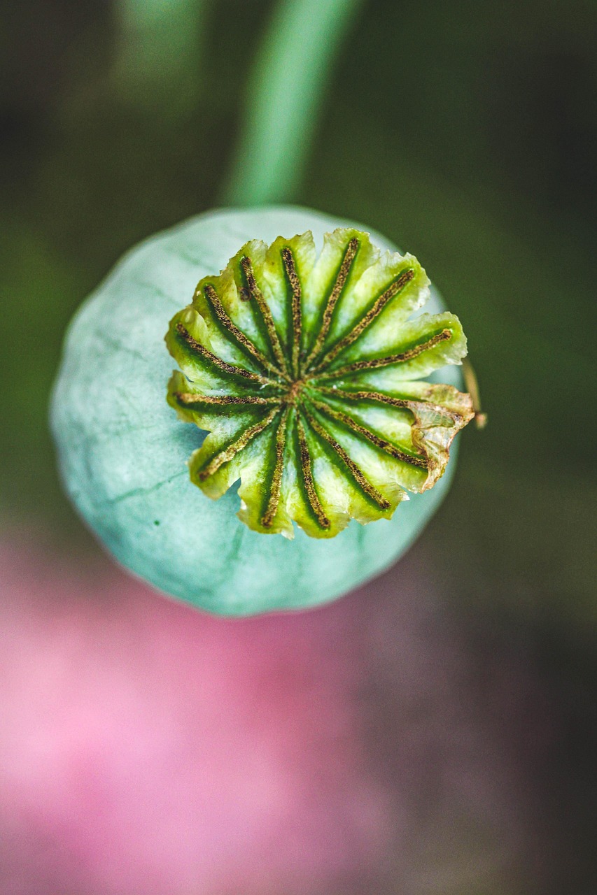 Poppy Macro Bokeh - Free photo on Pixabay