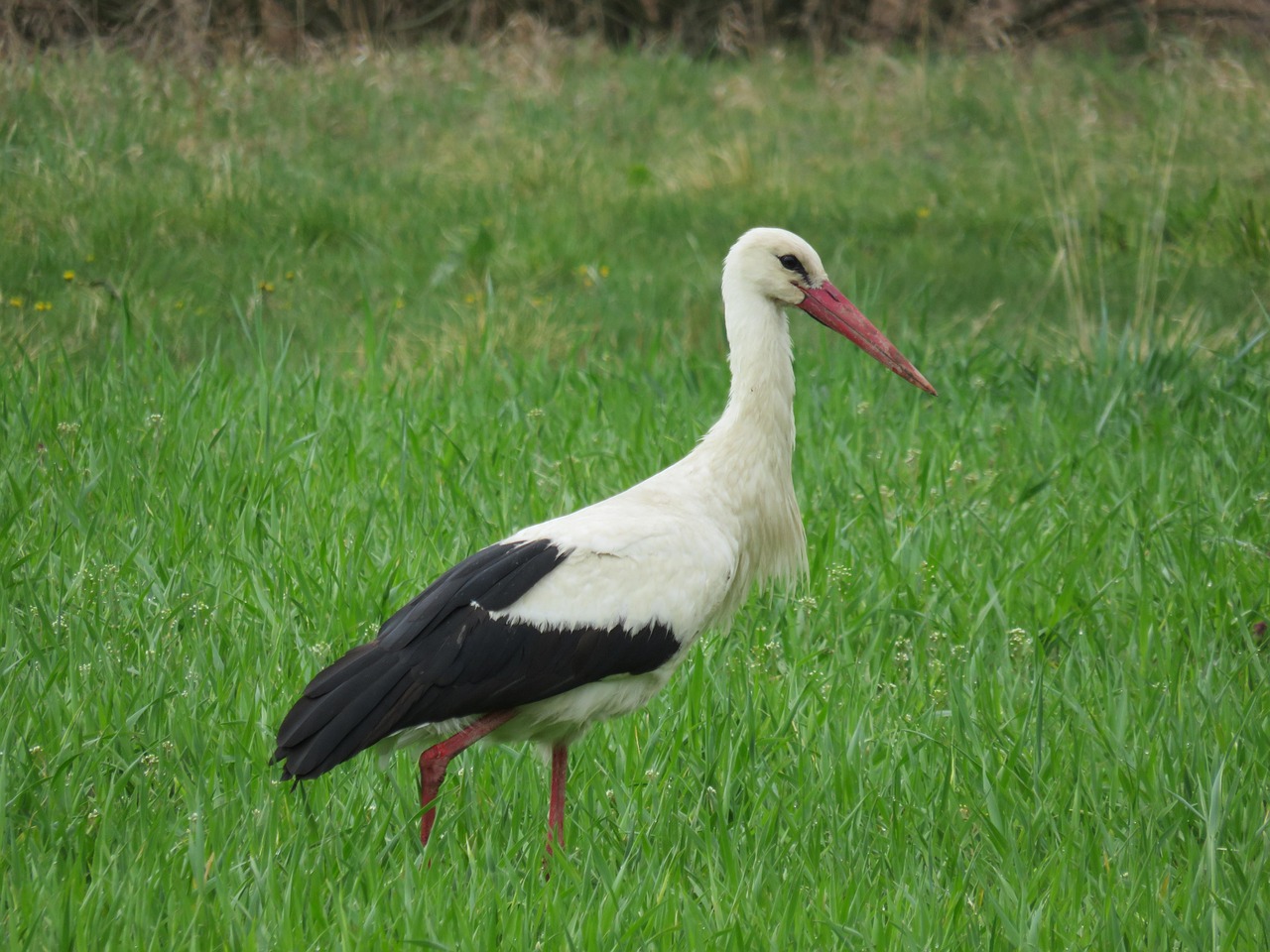 Stork Bird Animals - Free photo on Pixabay - Pixabay