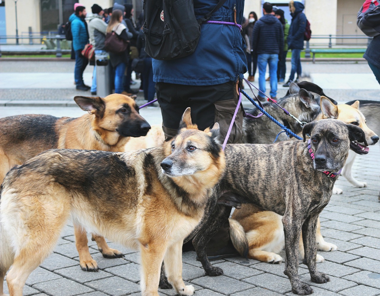 Dogs Pet - Free photo on Pixabay - Pixabay